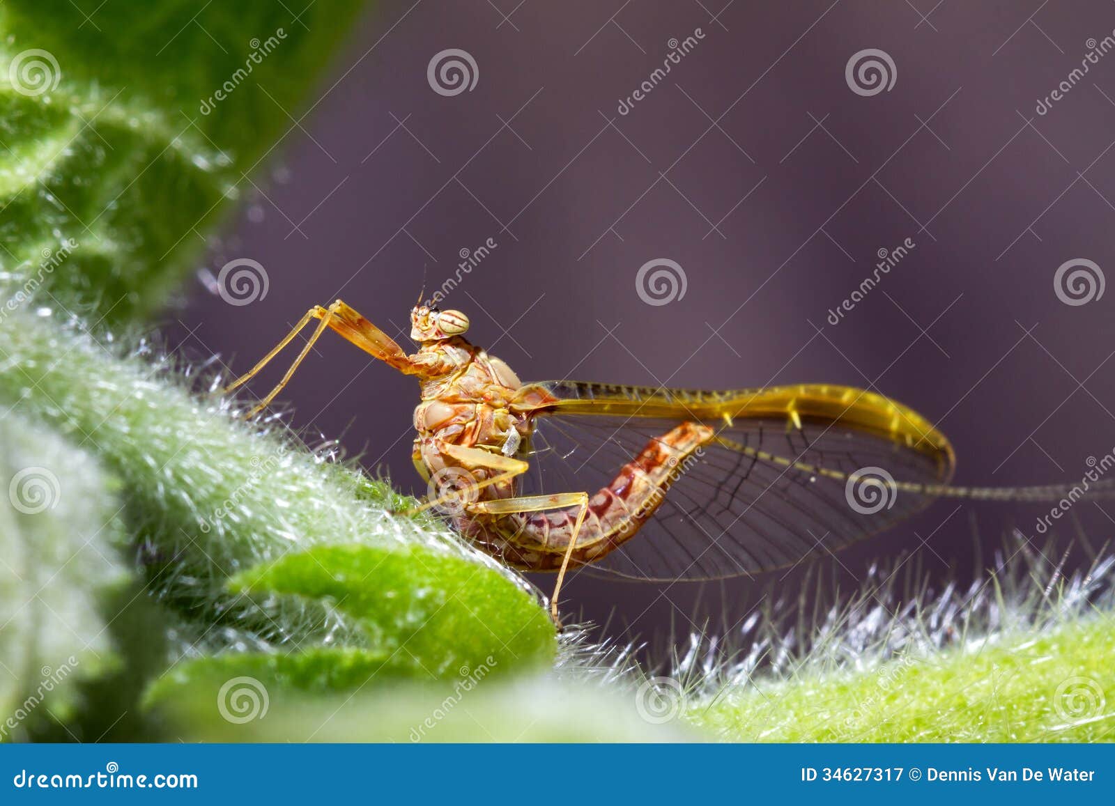 Spring Mayfly stock image. Image of macro, entomology - 34627317