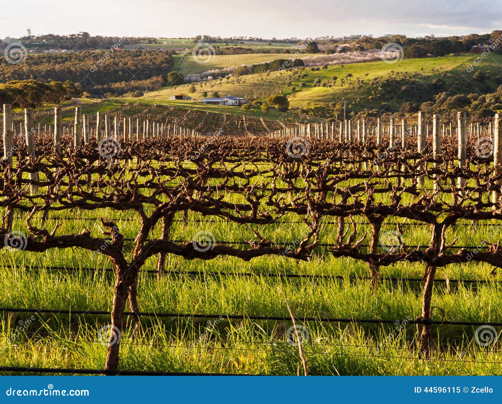 Spring in McLaren Vale Vineyard Stock Image - Image of farm ...