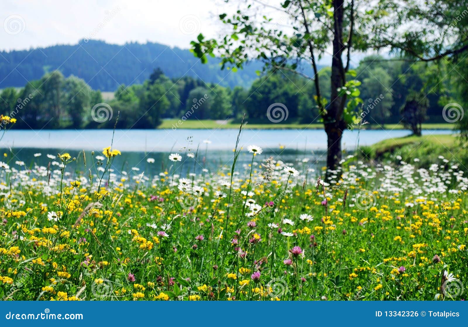 Spring meadow stock photo. Image of summer, flowers, forest - 13342326