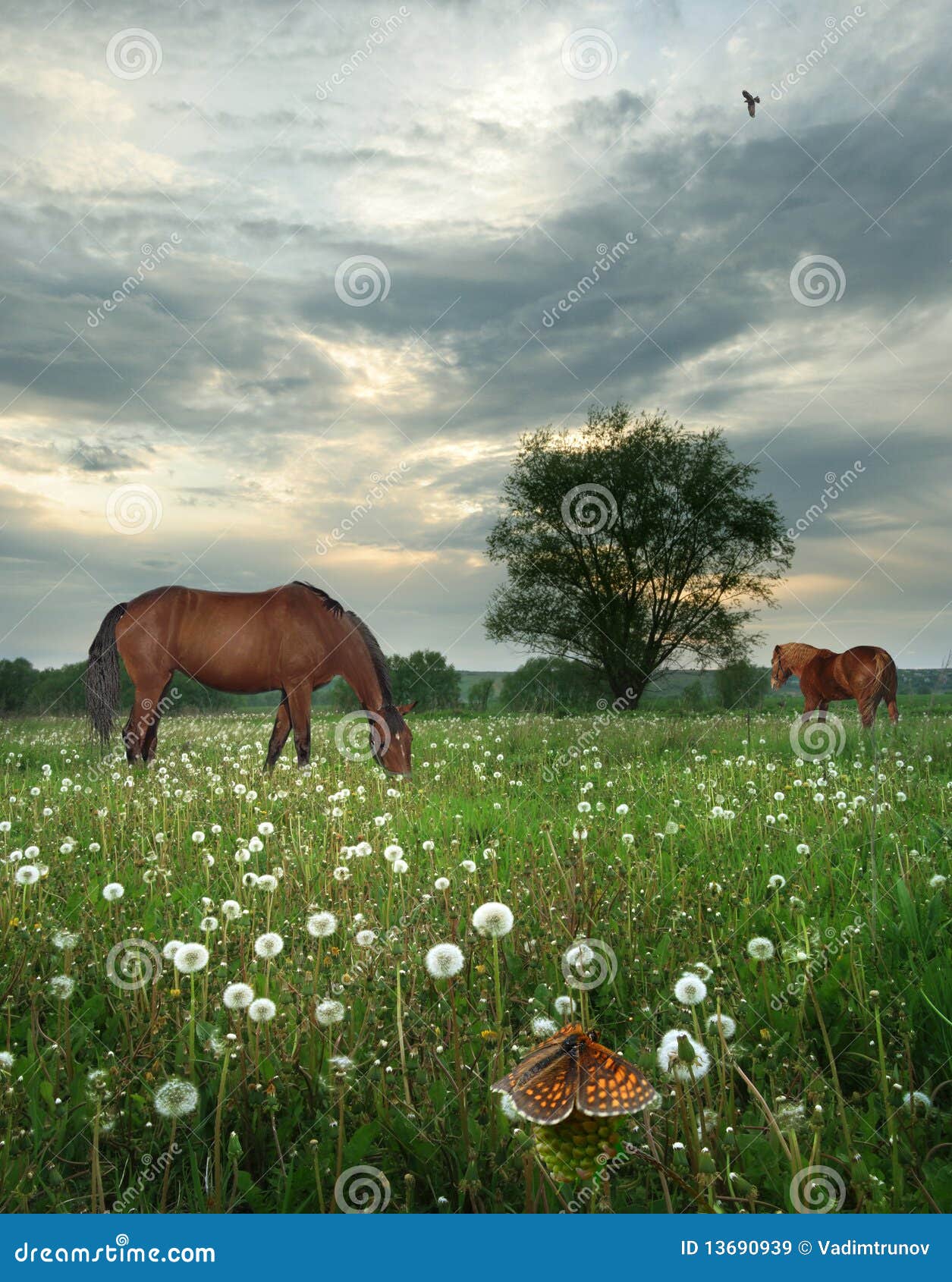 Spring meadow stock image. Image of landscape, flowers - 13690939