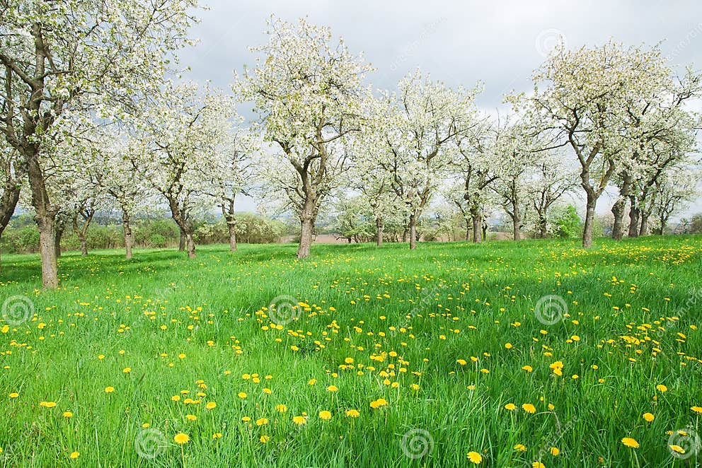 Spring Meadow stock image. Image of dandelion, dandelions - 14105433