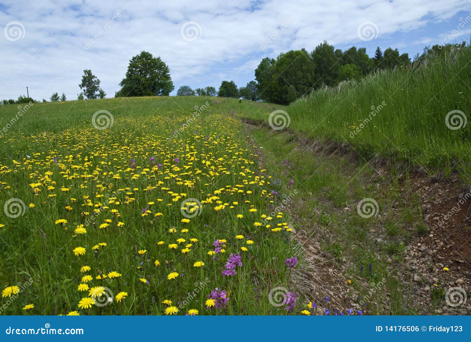 Spring meadow stock photo. Image of bohemia, orlicke - 14176506