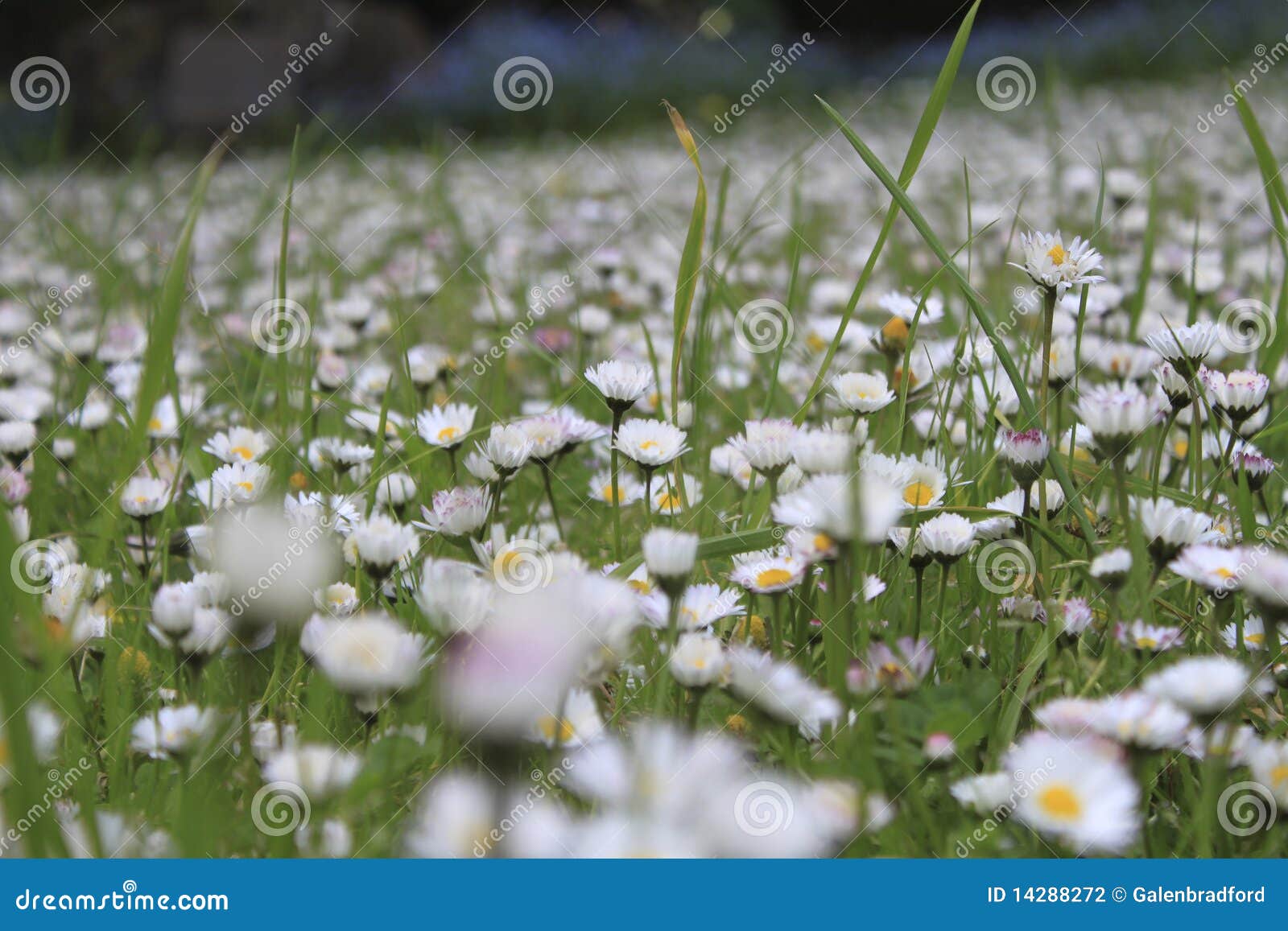 Spring Meadow stock photo. Image of blooming, bloom, nature - 14288272