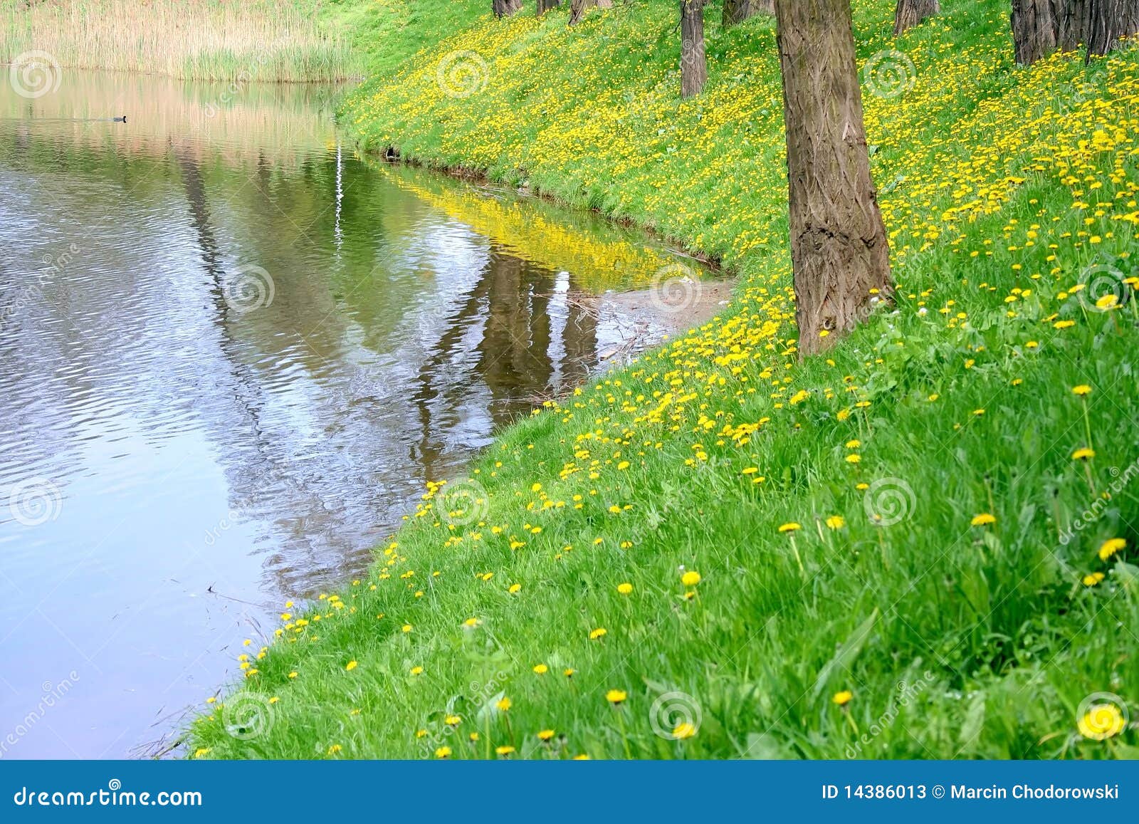 Spring meadow. stock image. Image of color, reeds, nature - 14386013