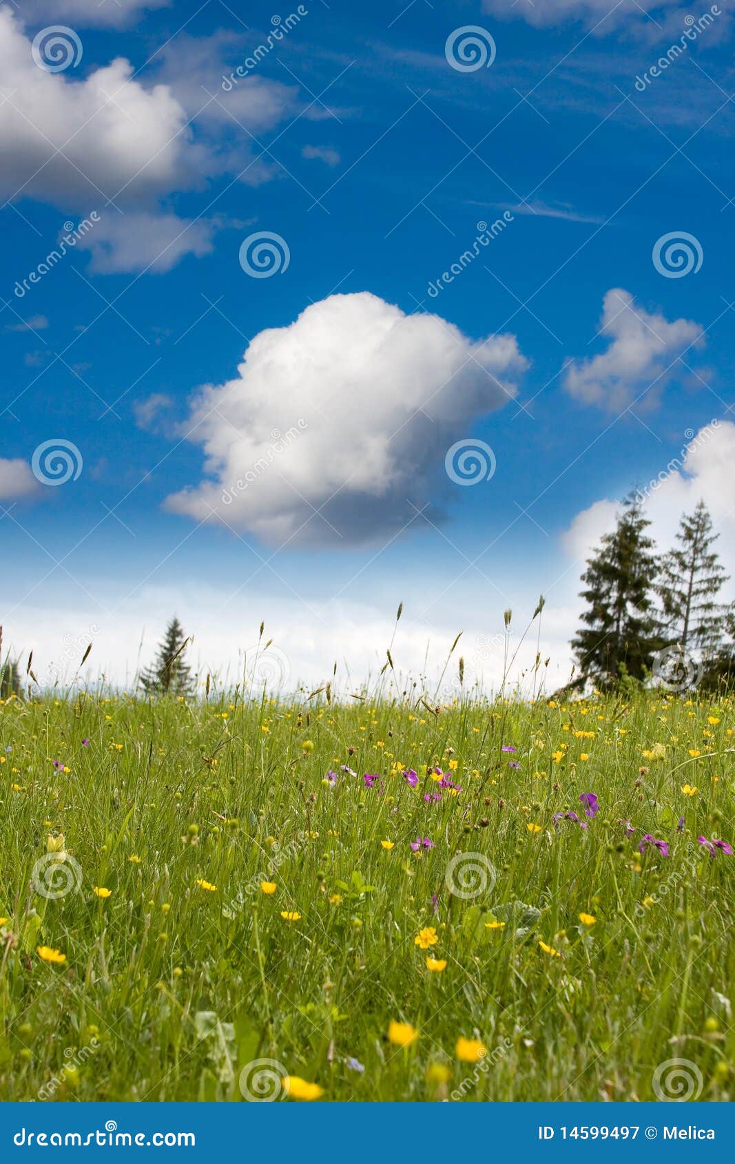 Spring on meadow stock image. Image of landscape, outside - 14599497