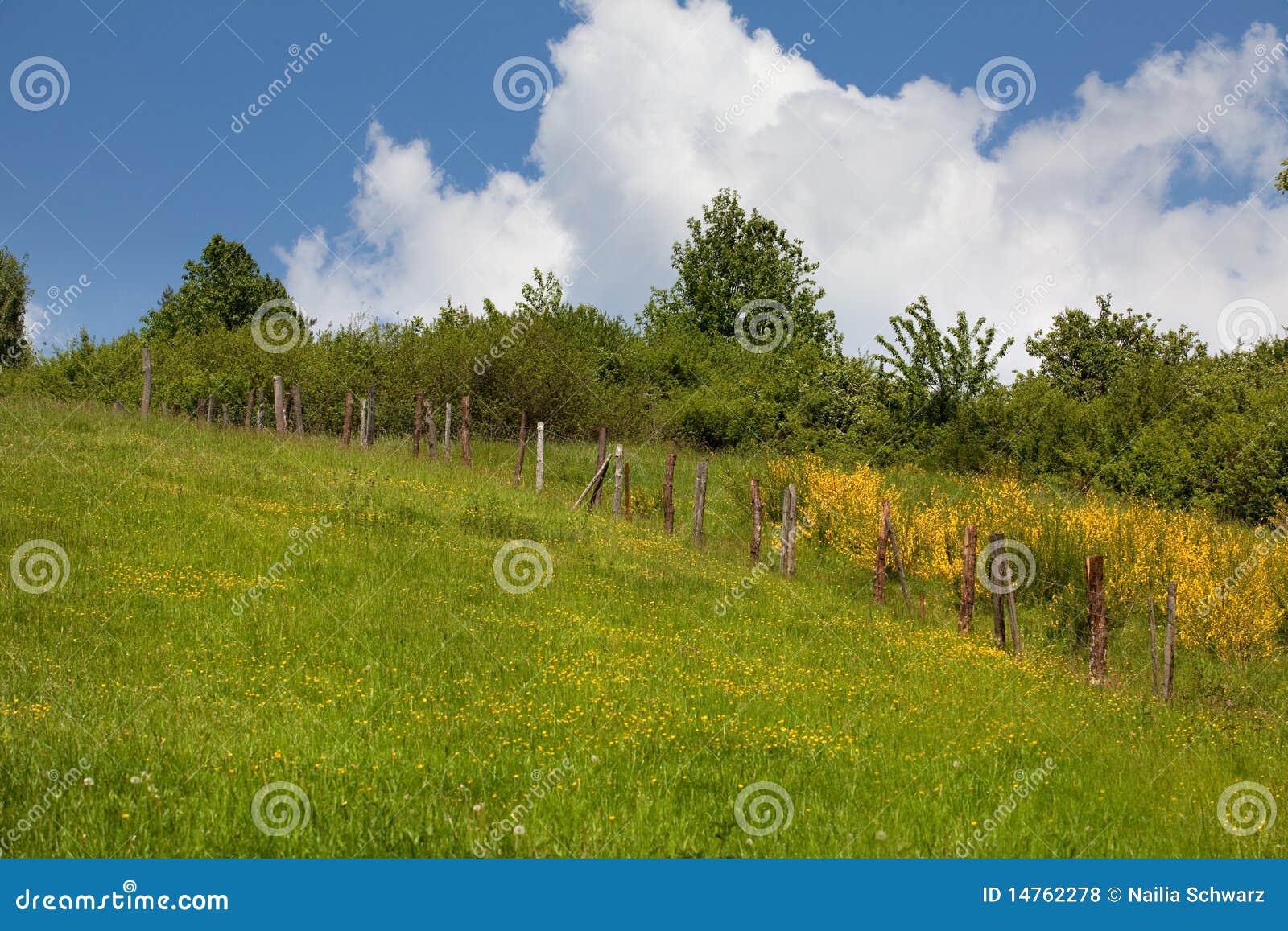 Spring Meadow stock photo. Image of flower, meadow, growth - 14762278