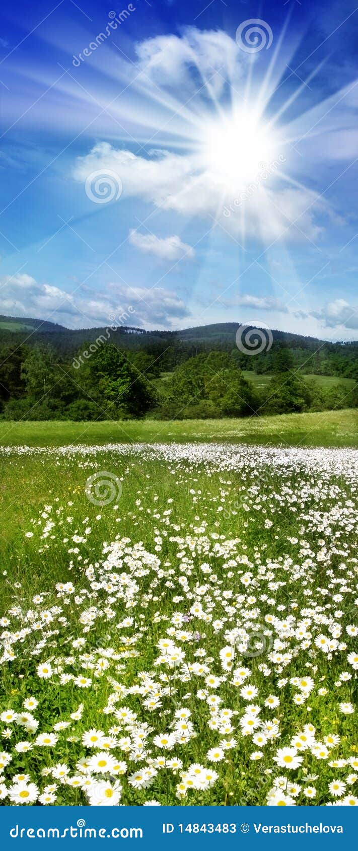 Spring meadow stock image. Image of forest, grass, heaven - 14843483