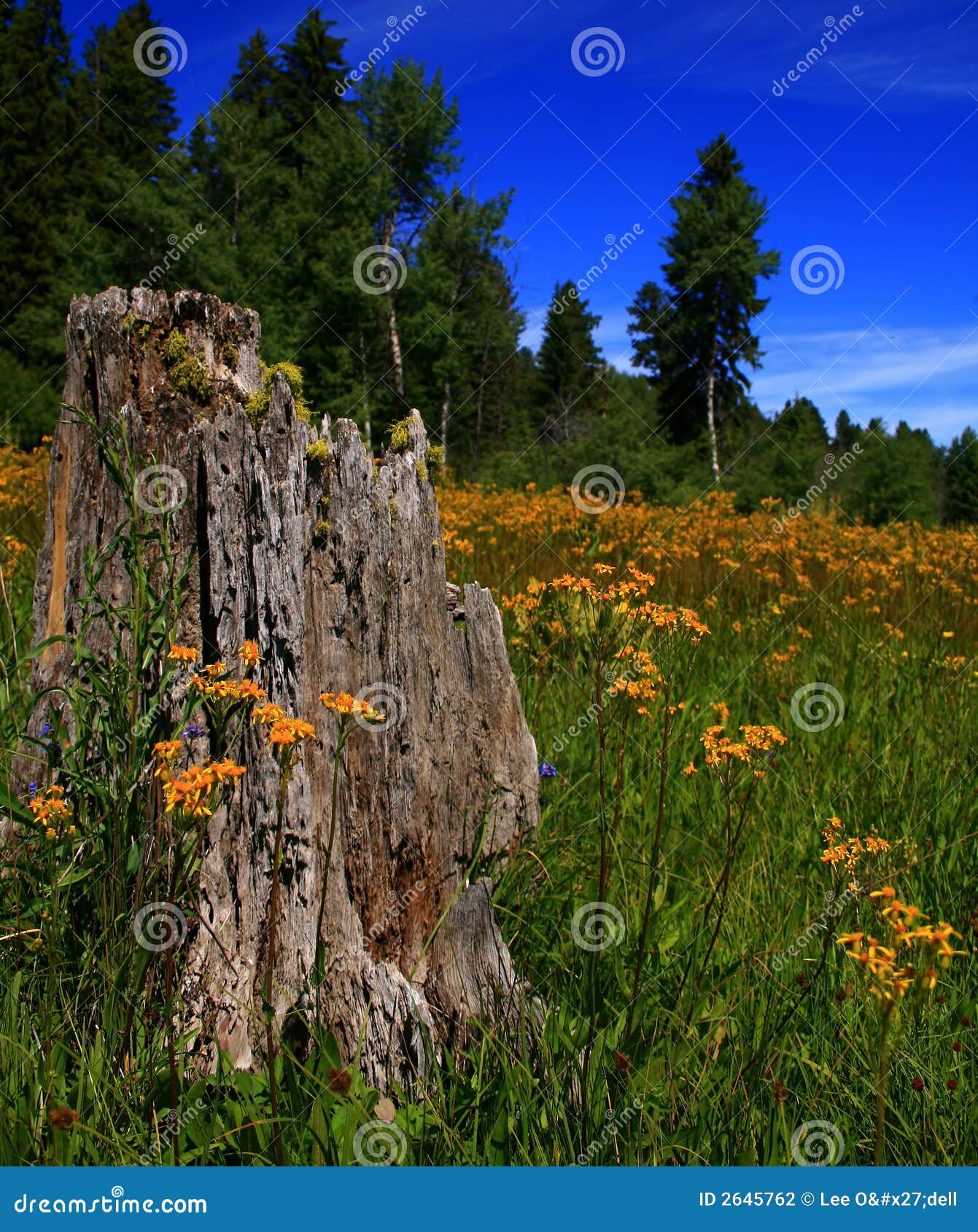 Spring Meadow 2 stock photo. Image of flowers, fresh, rotten - 2645762