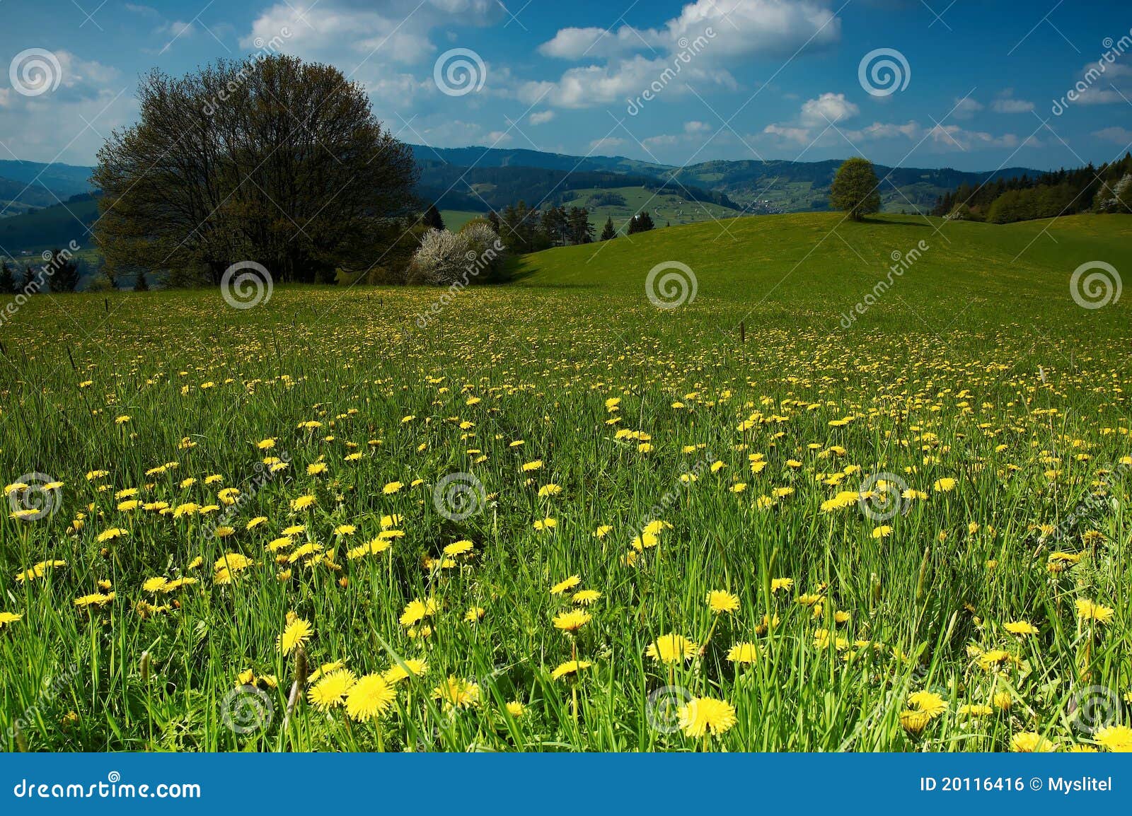 Spring meadow stock photo. Image of lonely, environment - 20116416