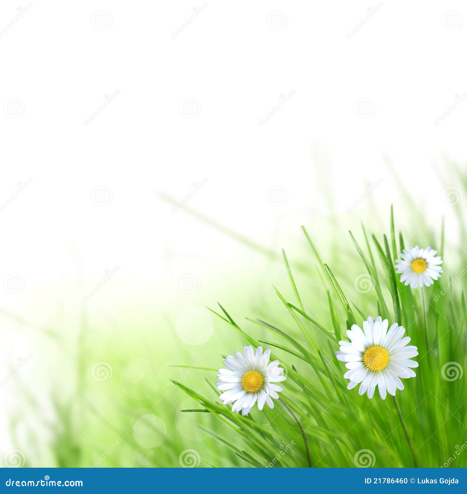 Spring meadow stock photo. Image of leaf, field, growth - 21786460