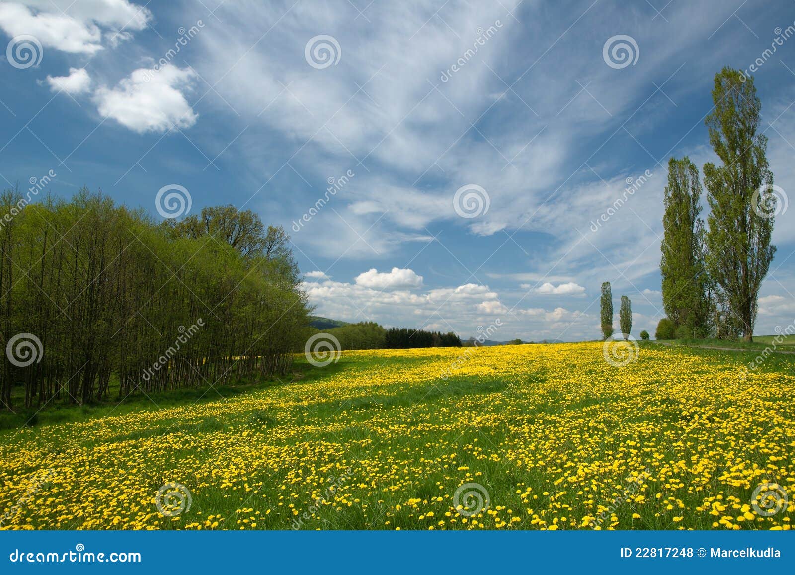 Spring meadow stock photo. Image of spring, flowers, landscape - 22817248