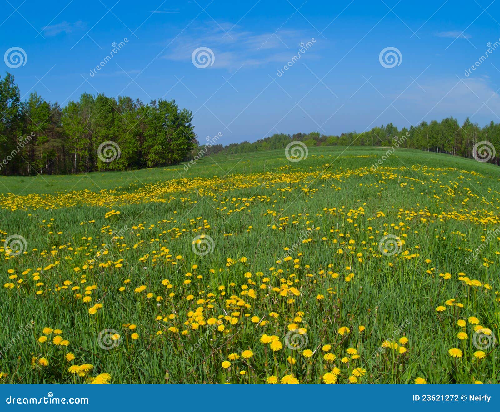 Spring meadow stock photo. Image of panorama, meadow - 23621272
