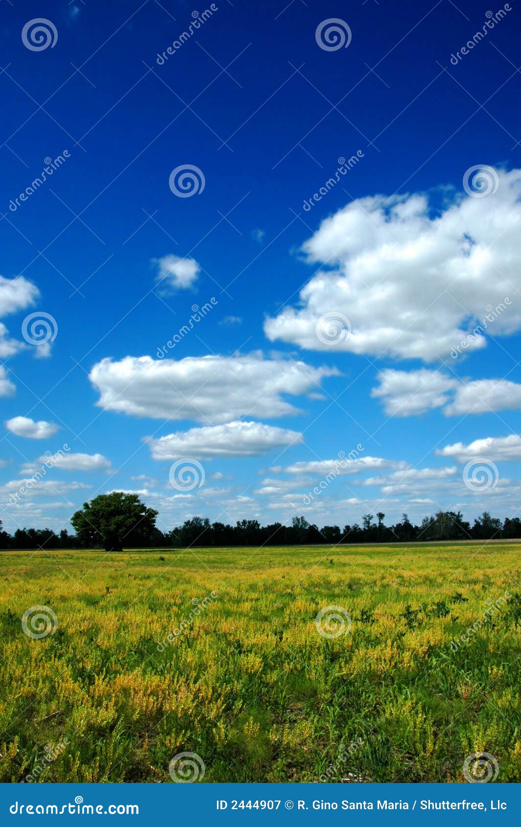 Spring Meadow stock image. Image of lone, landscape, nature - 2444907