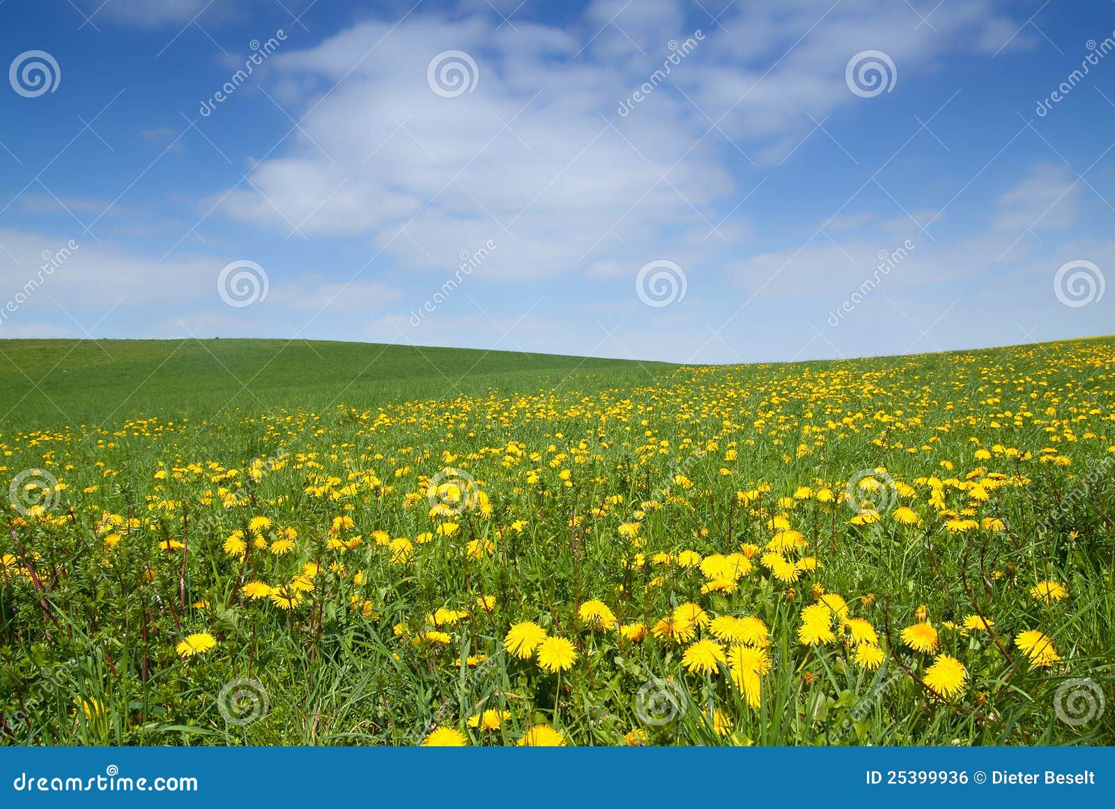 Spring meadow stock photo. Image of grass, dandelion - 25399936