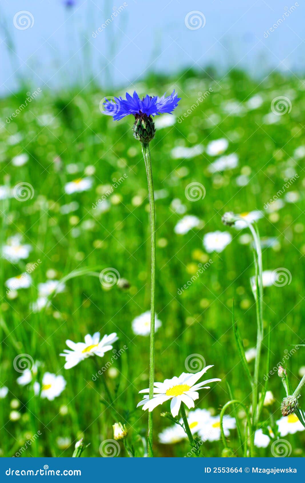 Spring meadow stock photo. Image of gardening, camomile - 2553664