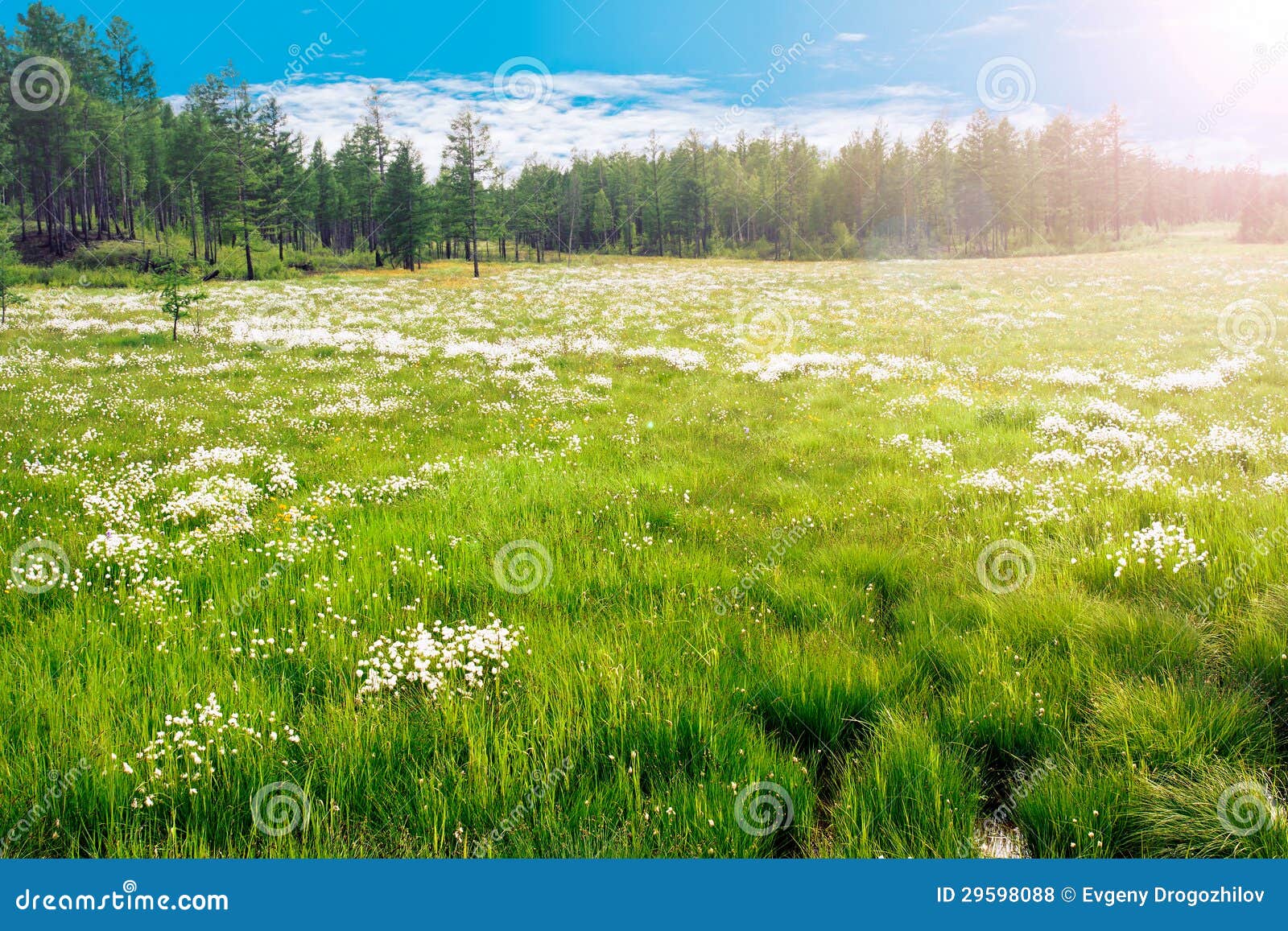 Spring meadow stock photo. Image of outdoors, landscape - 29598088