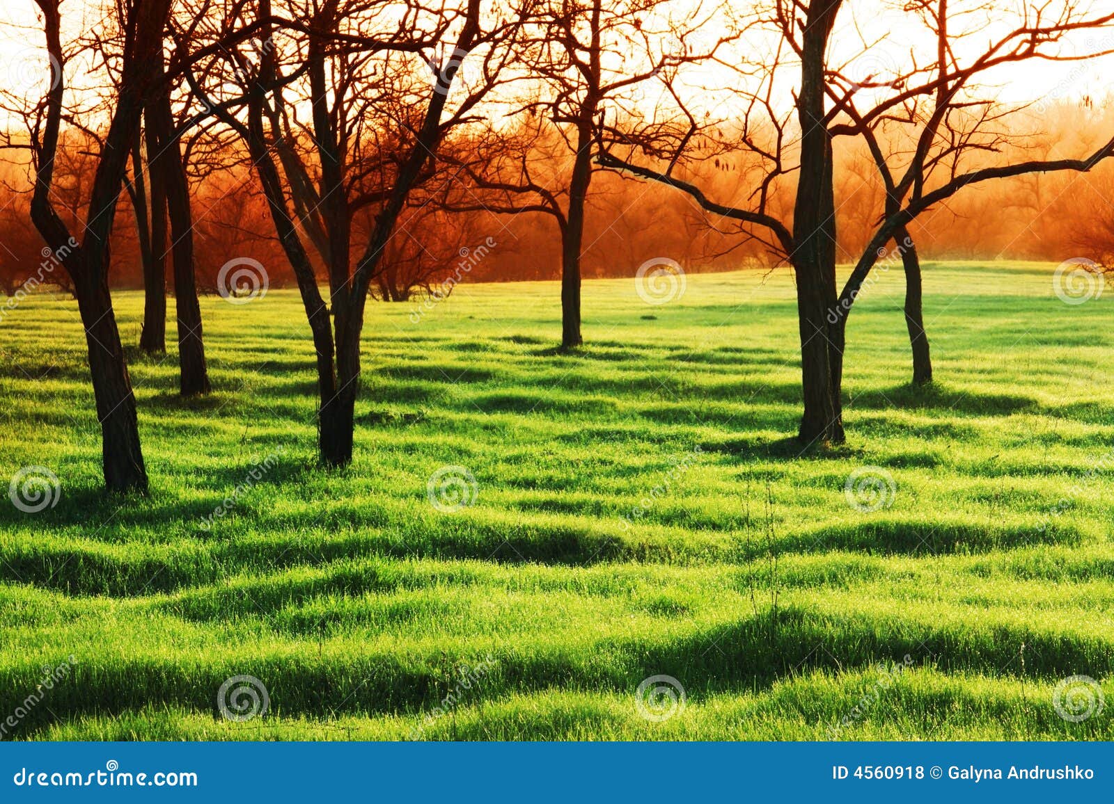 Spring meadow stock photo. Image of natural, outdoor, farmland - 4560918