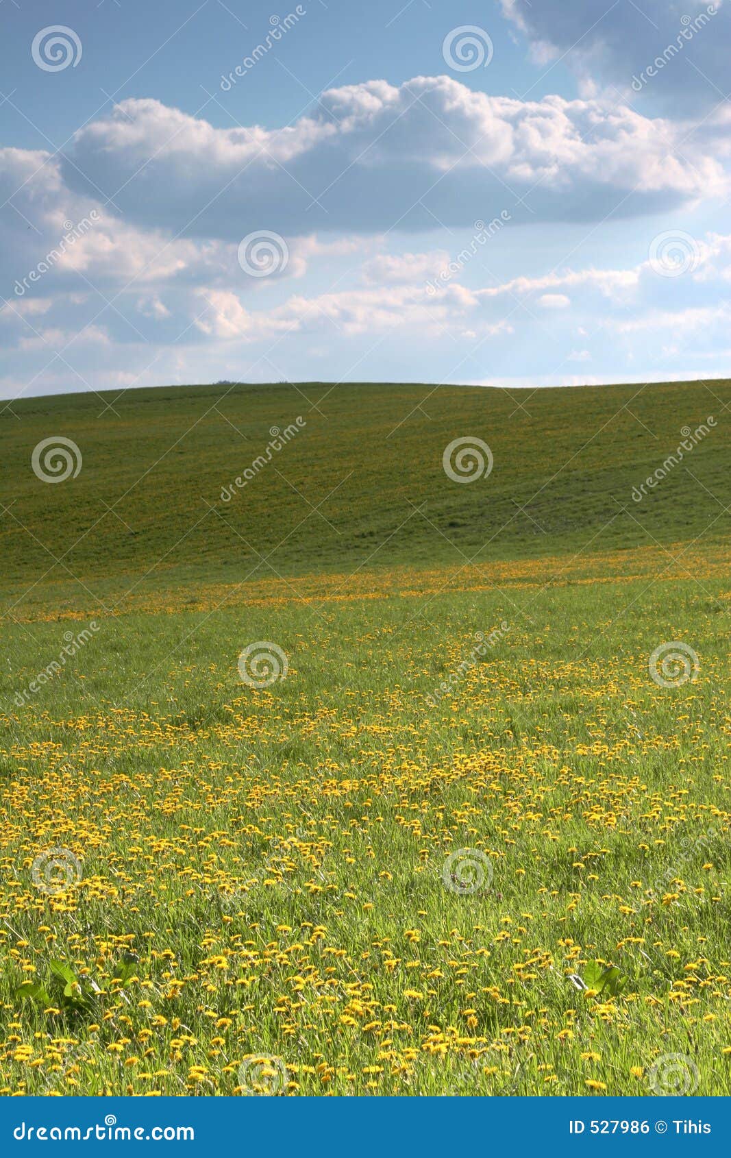 Spring meadow stock photo. Image of outdoor, spring, summer - 527986