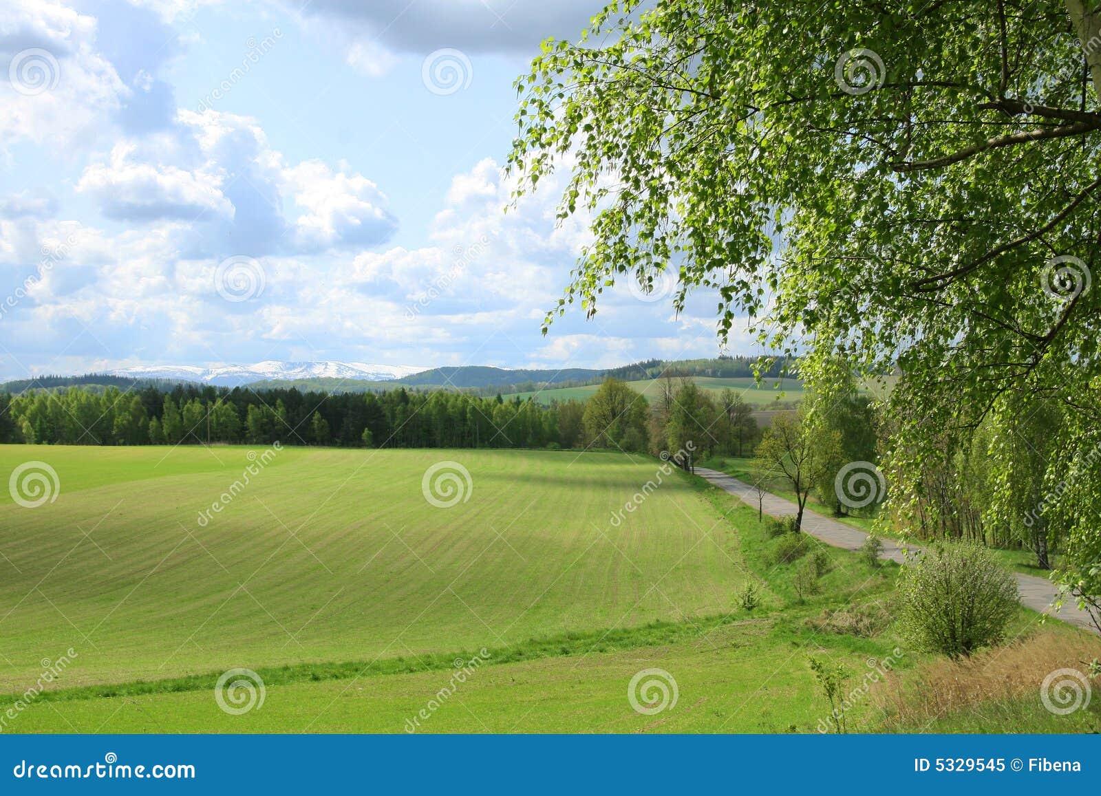 Spring meadow stock image. Image of organic, innocence - 5329545