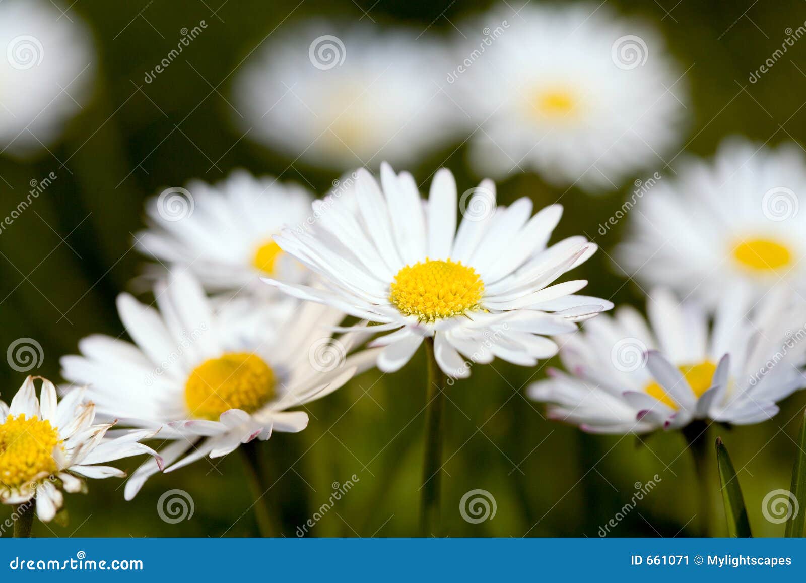Spring meadow stock image. Image of blossomy, meadow, flowers - 661071