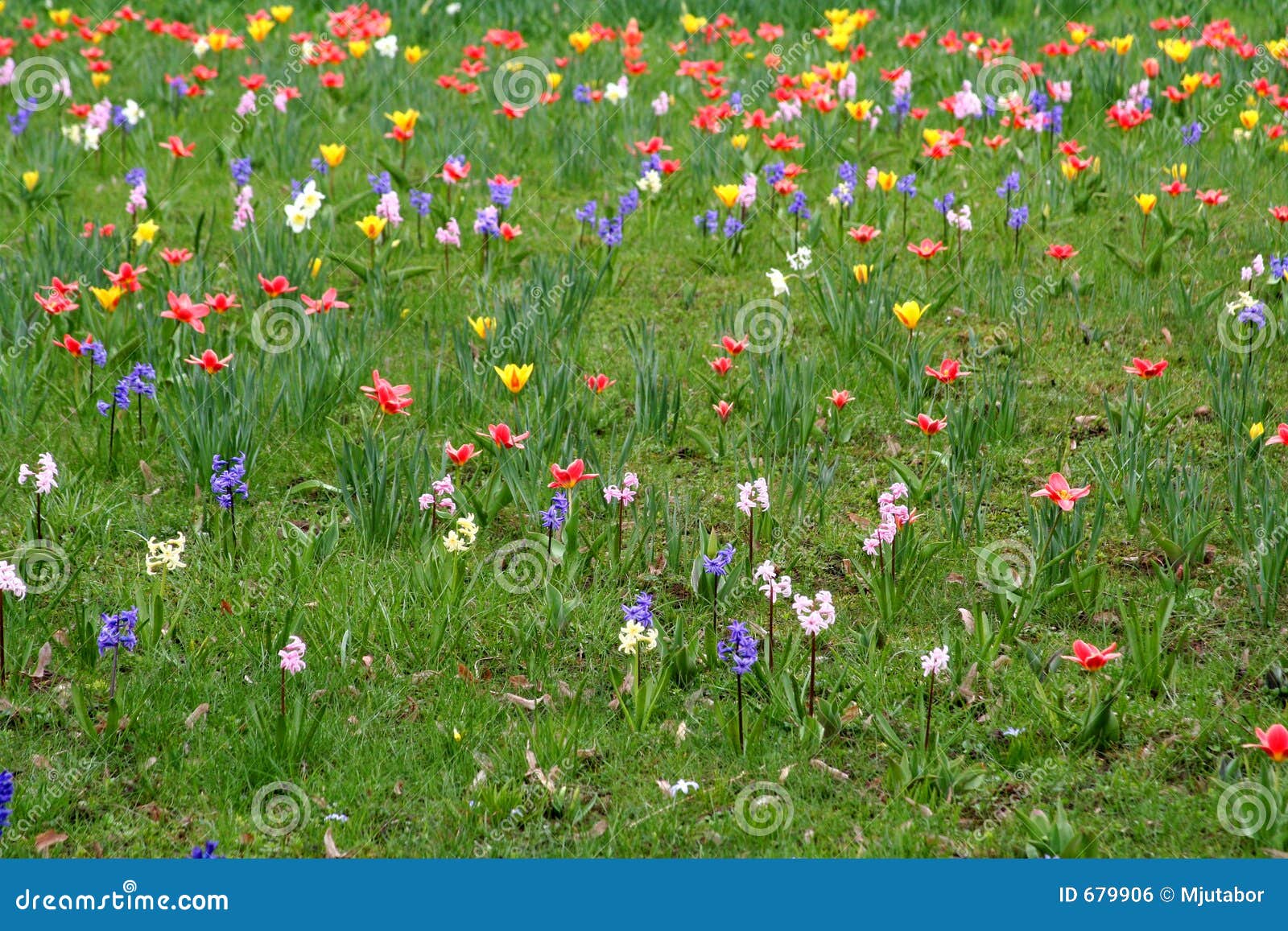 Spring meadow stock photo. Image of field, colorful, happy - 679906