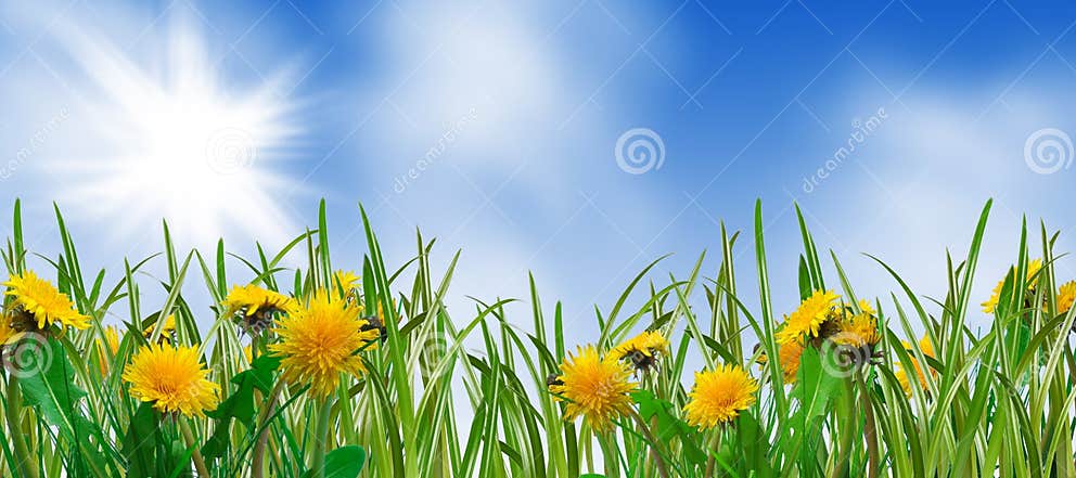 Spring meadow stock image. Image of leaves, plant, flower - 7560115