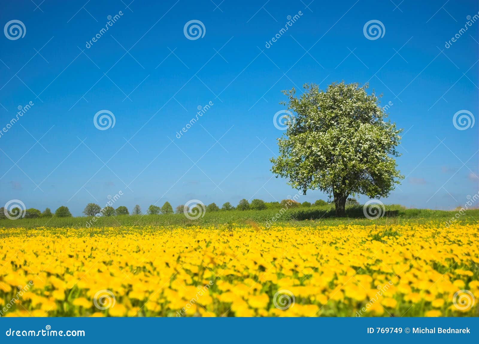 Spring meadow stock image. Image of grassy, dandelion, field - 769749