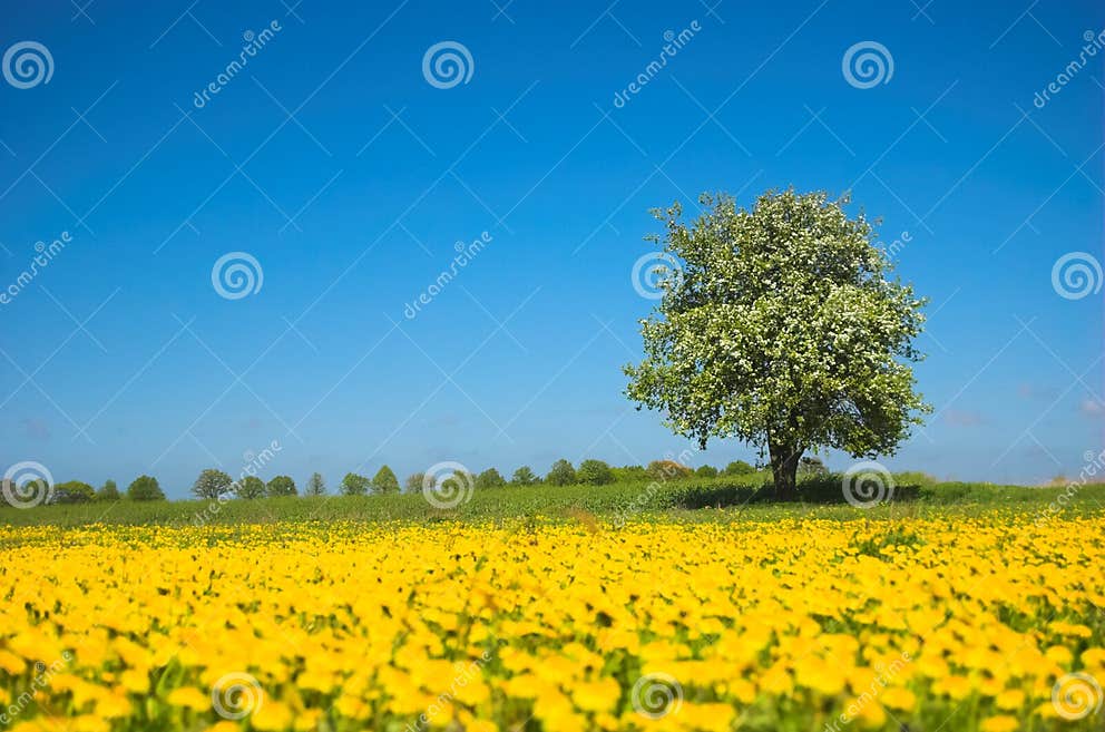 Spring meadow stock image. Image of grassy, dandelion, field - 769749