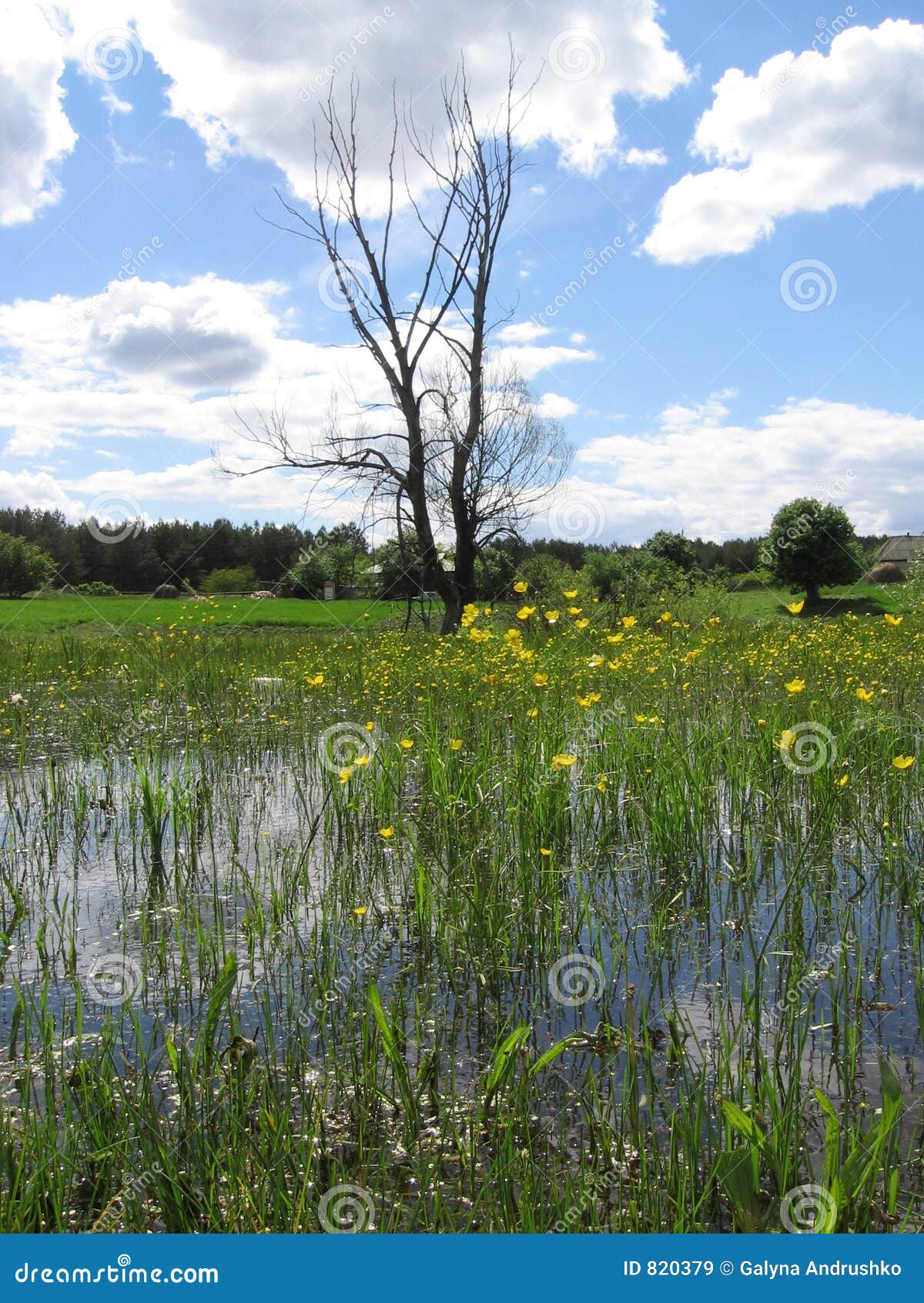 Spring meadow stock image. Image of alone, meadow, grassland - 820379