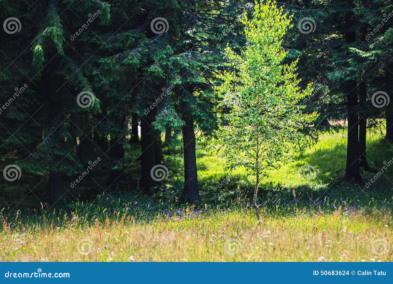 Spring Meadow and Aspen and Fir Trees Stock Photo - Image of honey ...