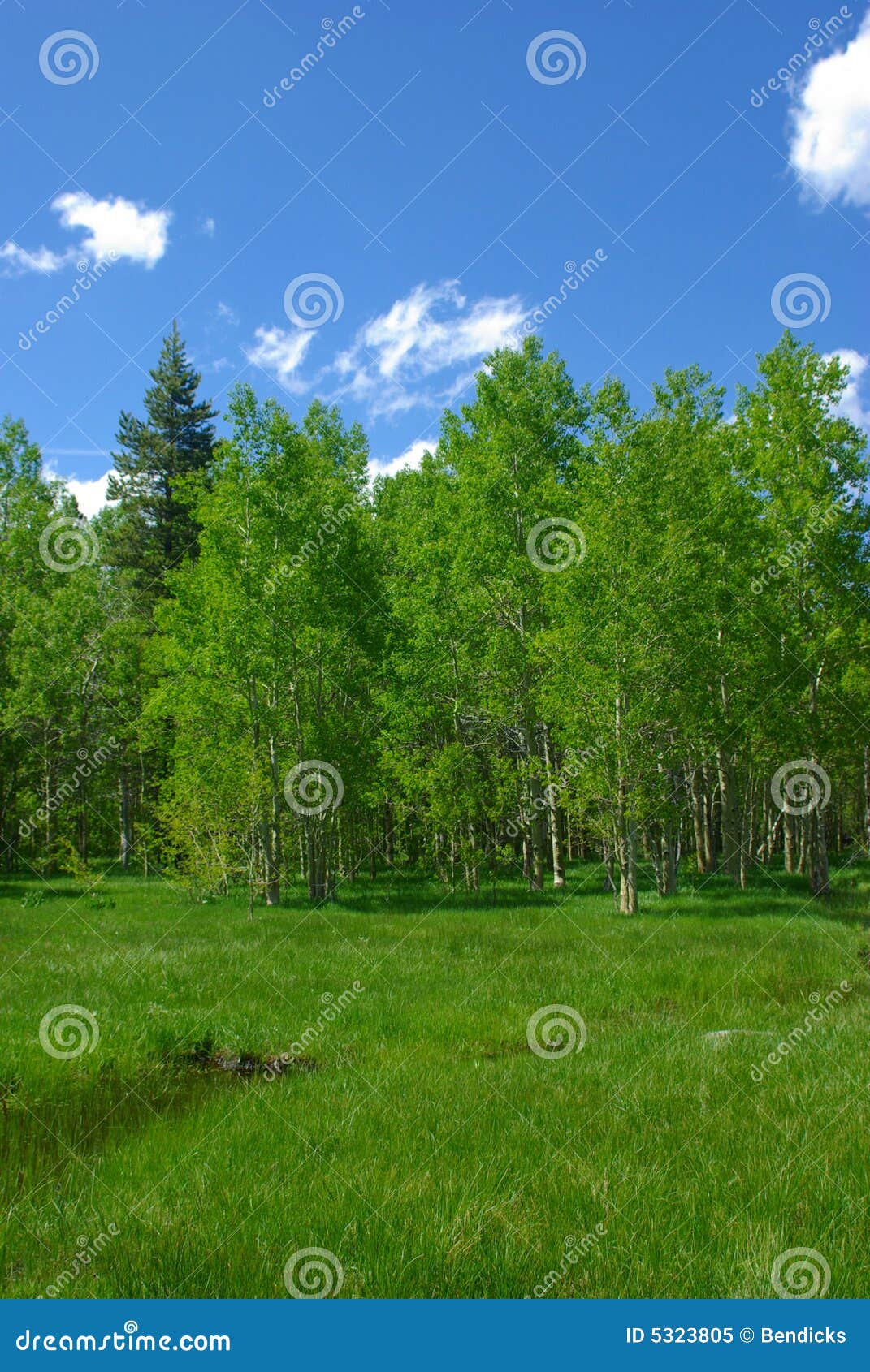A Spring Meadow and Aspen Trees Stock Image - Image of grass, leaves ...