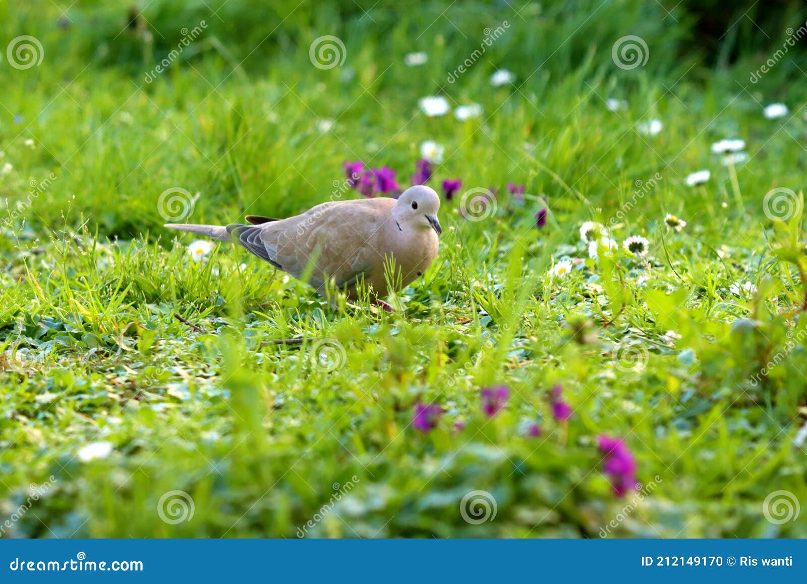 Spring Meadow with Beautiful Collared Dove Stock Photo - Image of ...