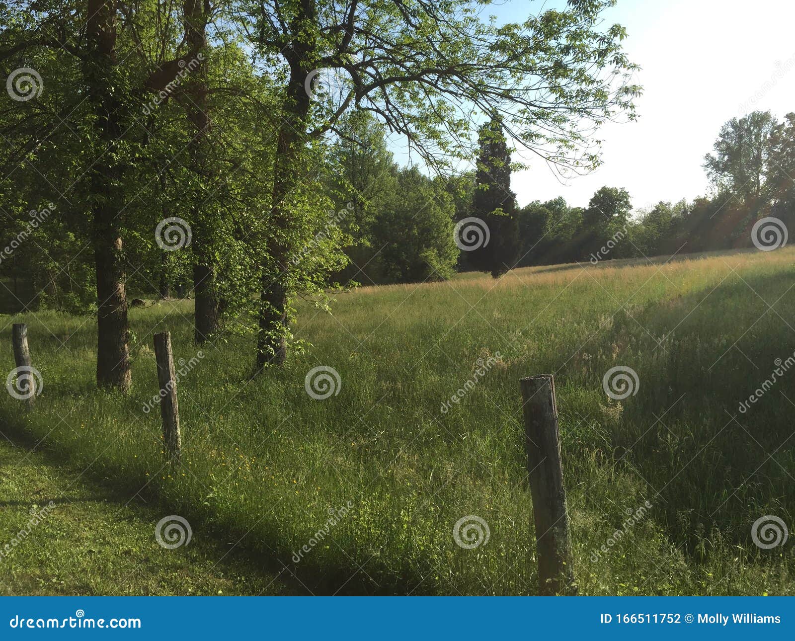 Spring meadow stock photo. Image of meadow, carolina - 166511752