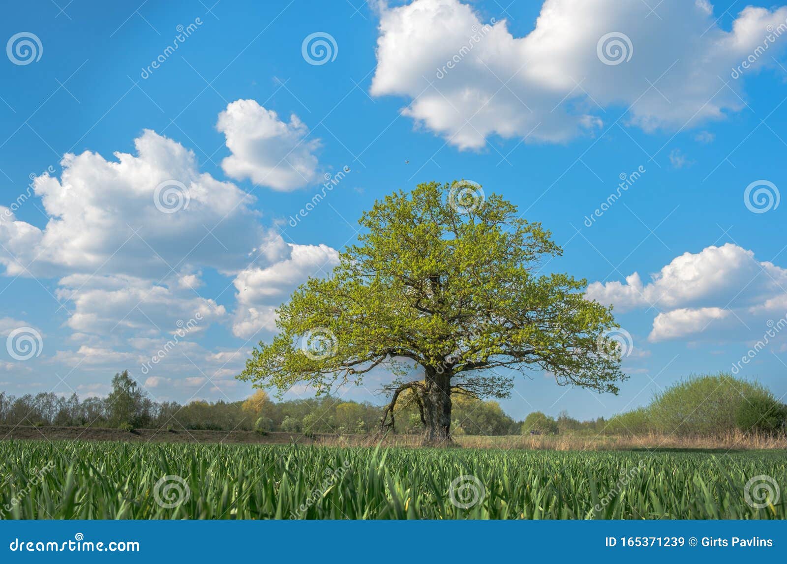 Spring Meadow with Big Oak Tree with Fresh Green Leaves Stock Image ...