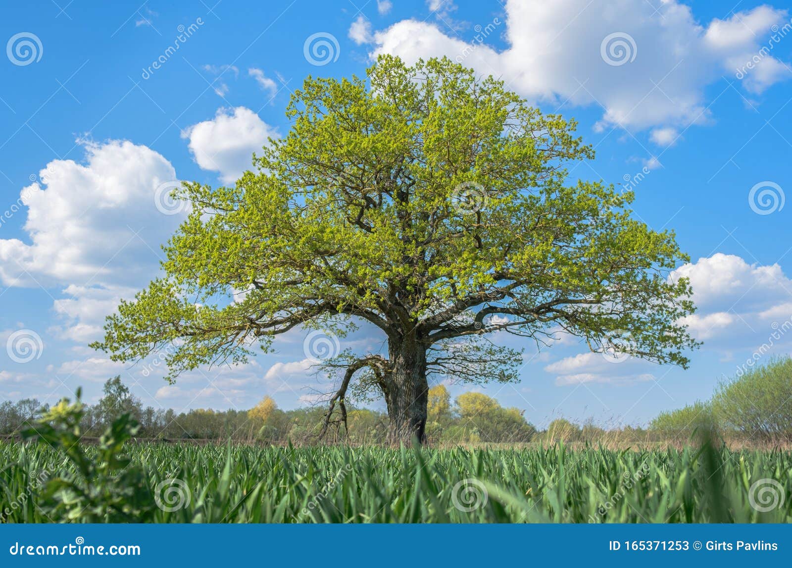 Spring Meadow with Big Oak Tree with Fresh Green Leaves Stock Image ...