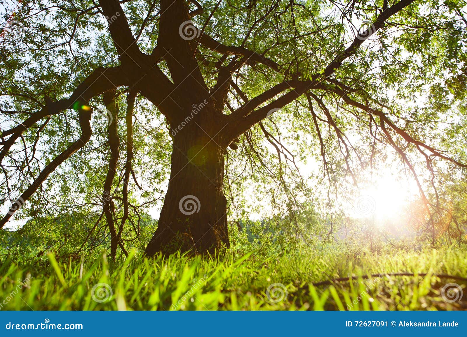 Spring Meadow with Big Tree Stock Image - Image of green, park: 72627091