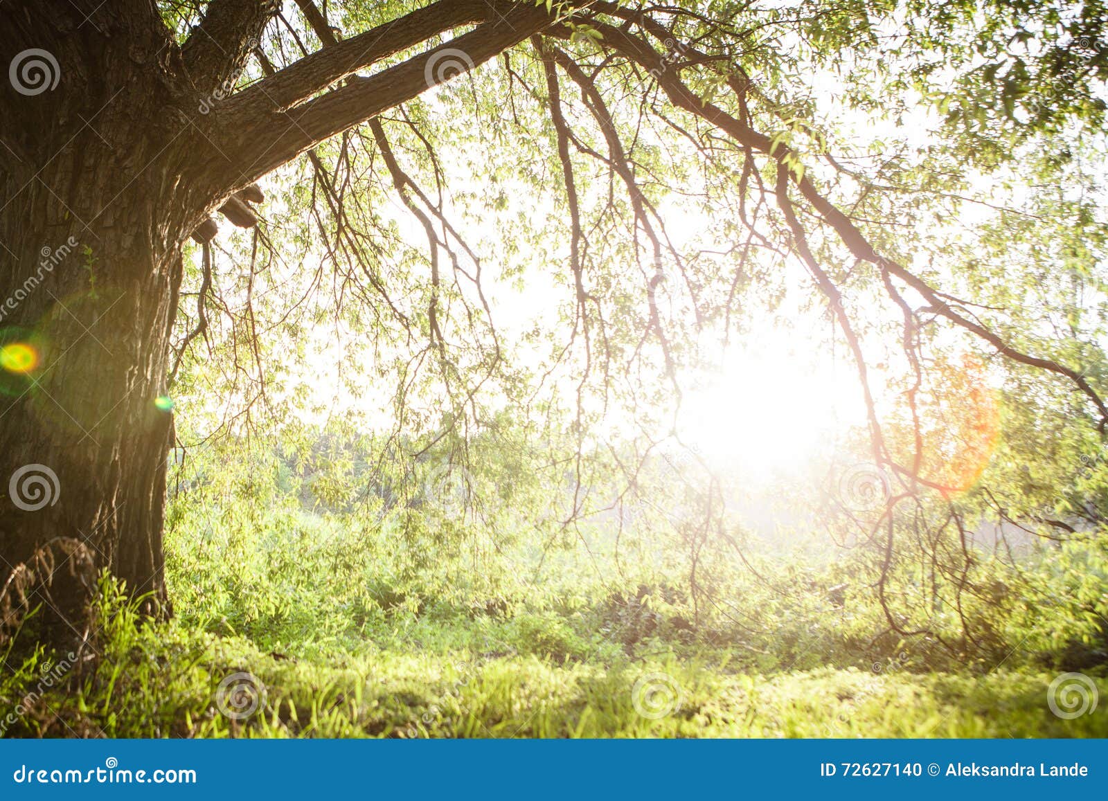 Spring Meadow with Big Tree Stock Photo - Image of scene, plant: 72627140