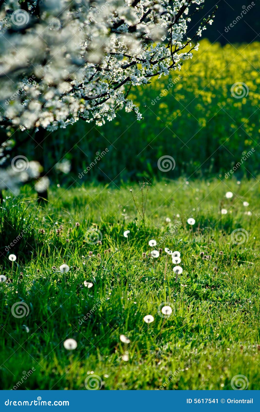 Spring meadow in bloom stock image. Image of green, countryside - 5617541