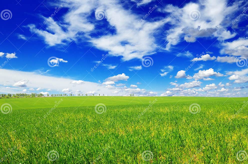 Spring meadow stock image. Image of background, heavens - 34924561