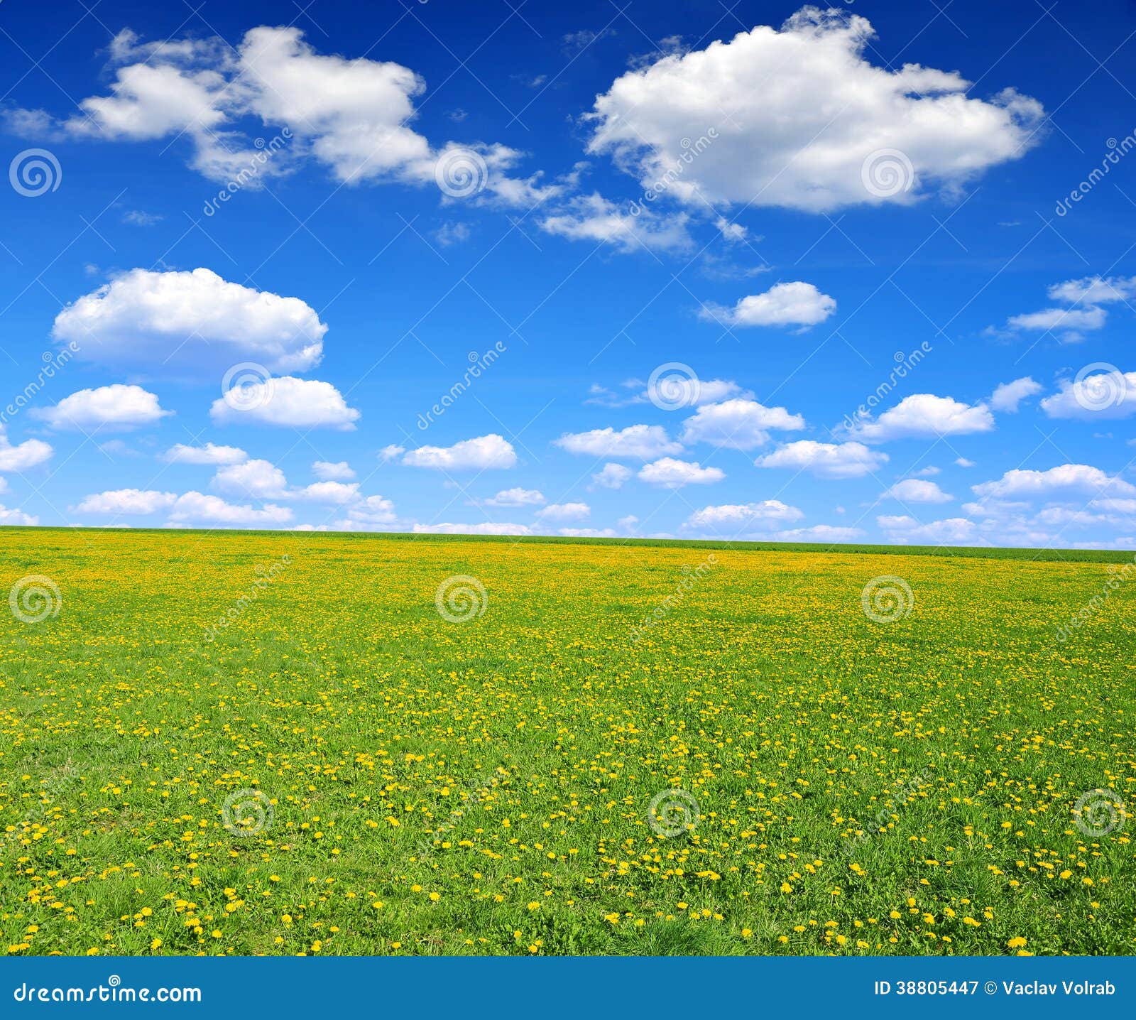 Spring meadow stock image. Image of flower, blooming - 38805447