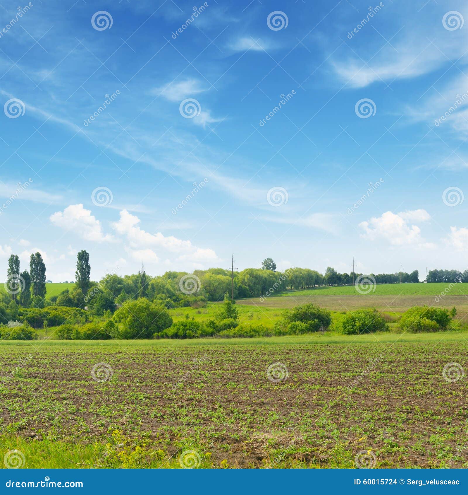 Spring meadow stock photo. Image of heavens, countryside - 60015724