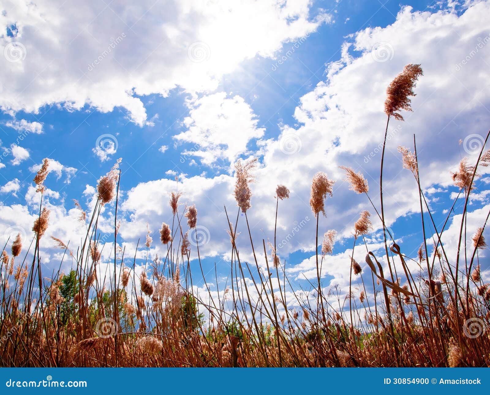 Spring meadow stock photo. Image of field, nature, farm - 30854900