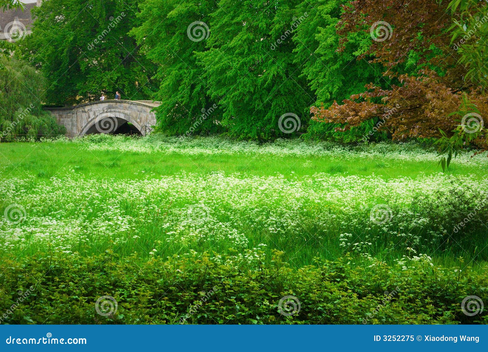Spring meadow in Cambridge stock image. Image of landscape - 3252275