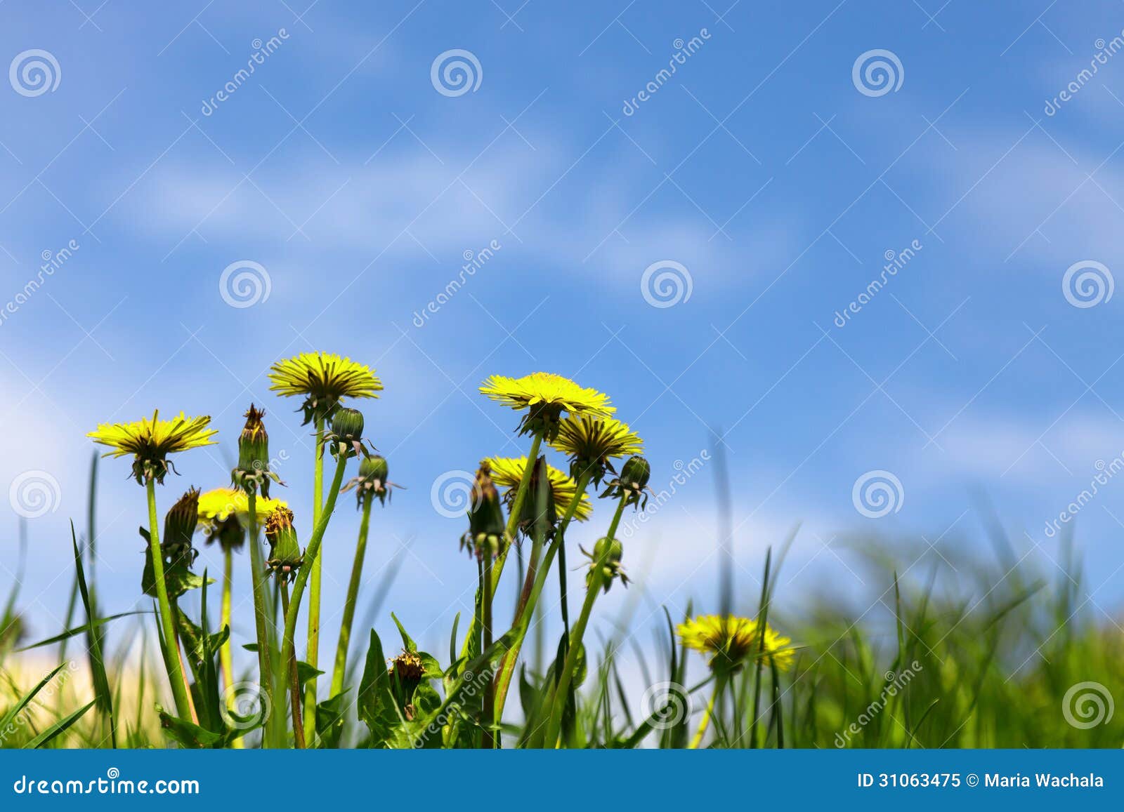Spring meadow stock image. Image of dandelion, glade - 31063475