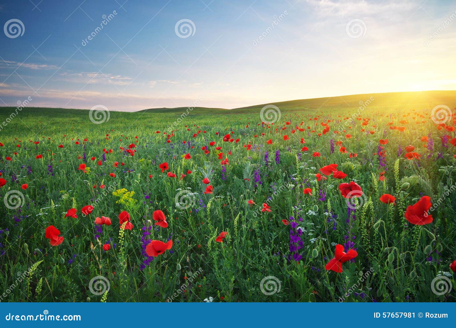 Spring meadow. stock image. Image of bright, lawn, color - 57657981