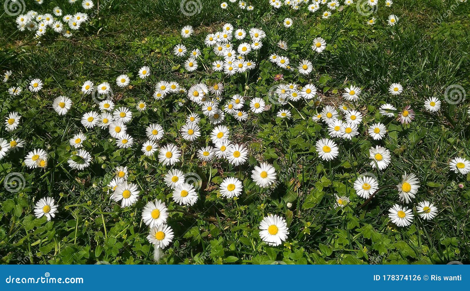 Spring Meadow with Daisies Blossoms. Spring White Background. Stock ...
