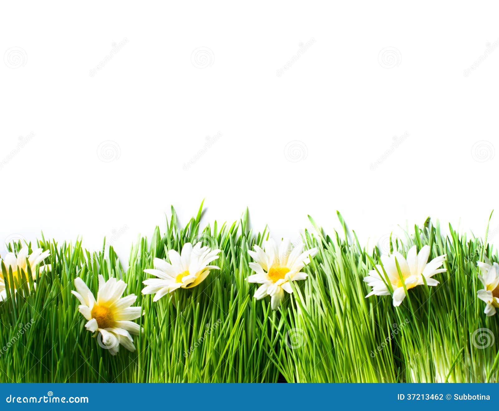 Spring Meadow with Daisies stock photo. Image of daisies - 37213462