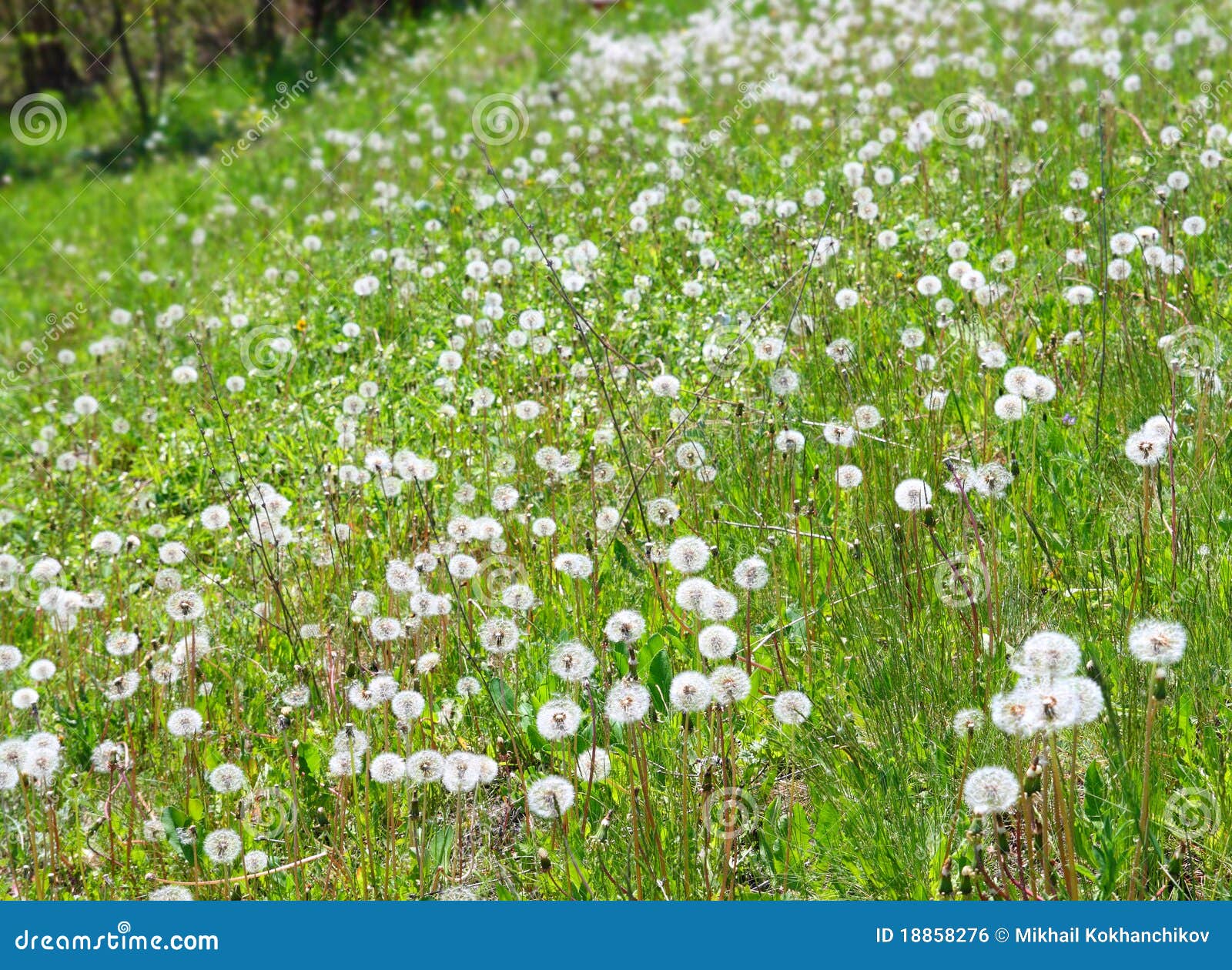 Spring Meadow with Dandelion Flowers Stock Photo - Image of grassy ...