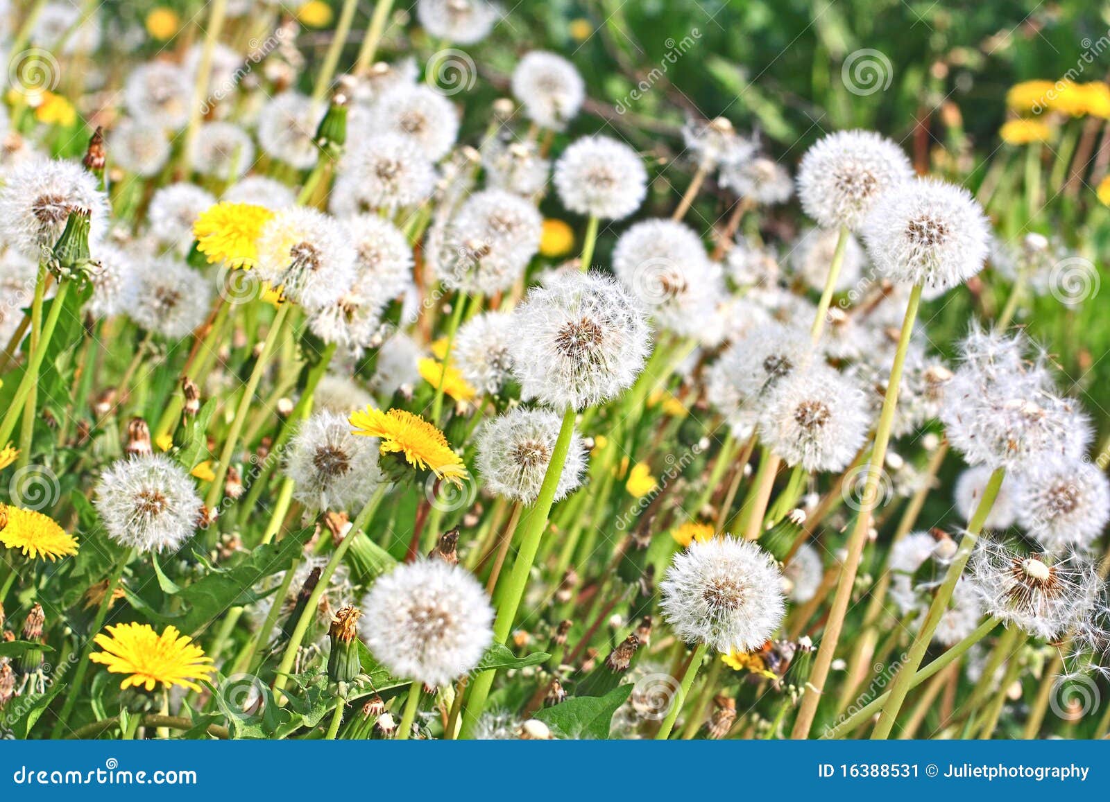 Spring Meadow of Dandelions Stock Image - Image of blooms, dandelion ...