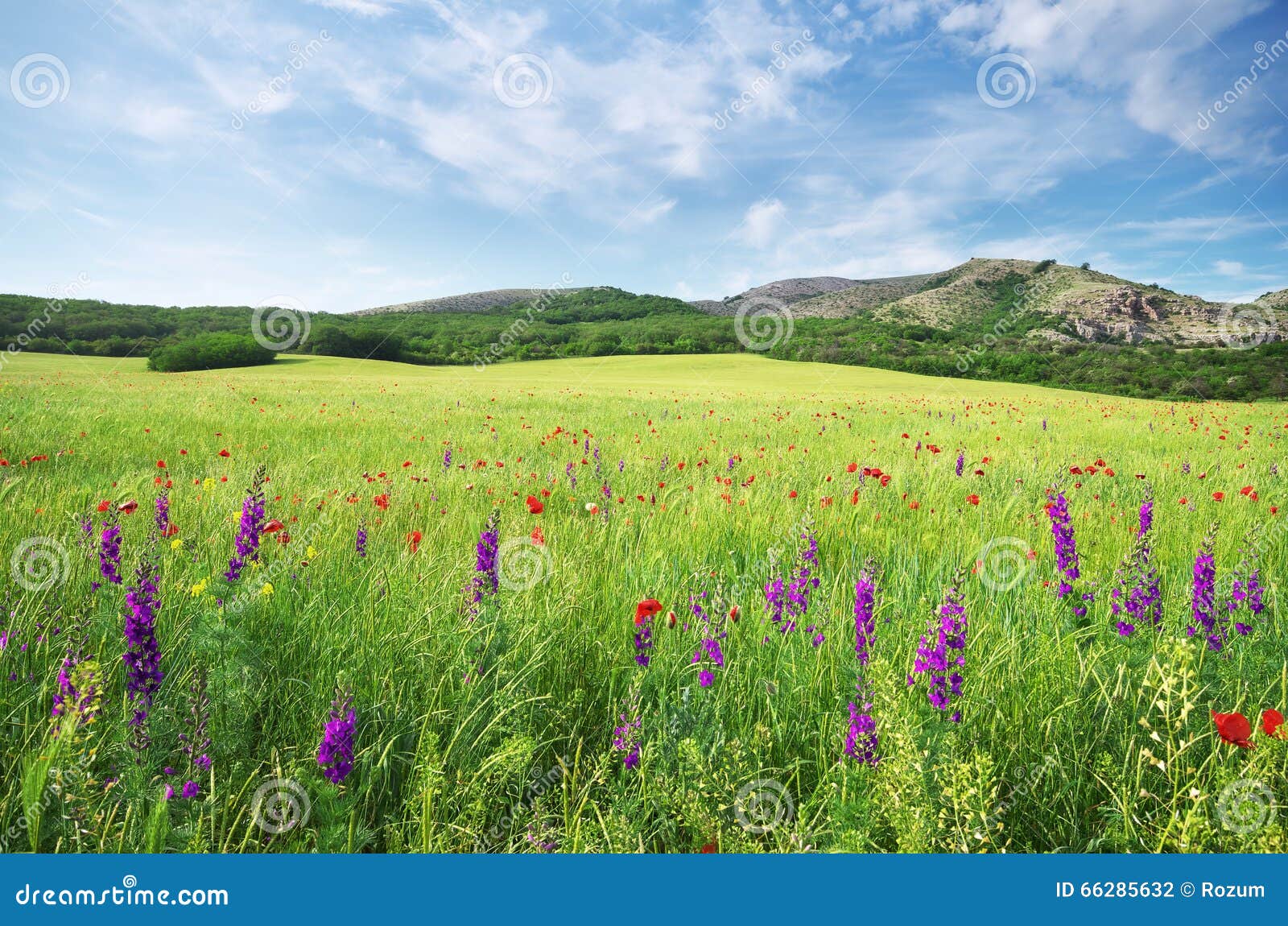 Spring meadow stock photo. Image of country, grow, hill - 66285632